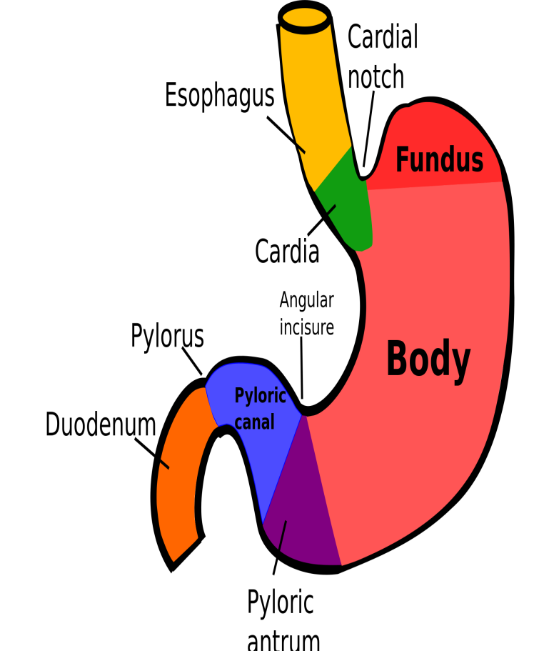 Parts Of Stomach Homeopathy For All Parts Of Stomach Homeopathy For All